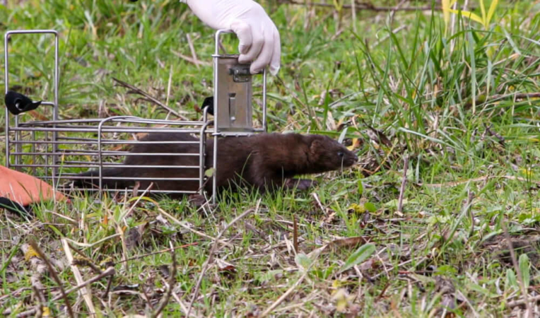 Le Vison d’Europe : un mammifère patrimonial au bord de l’extinction ...